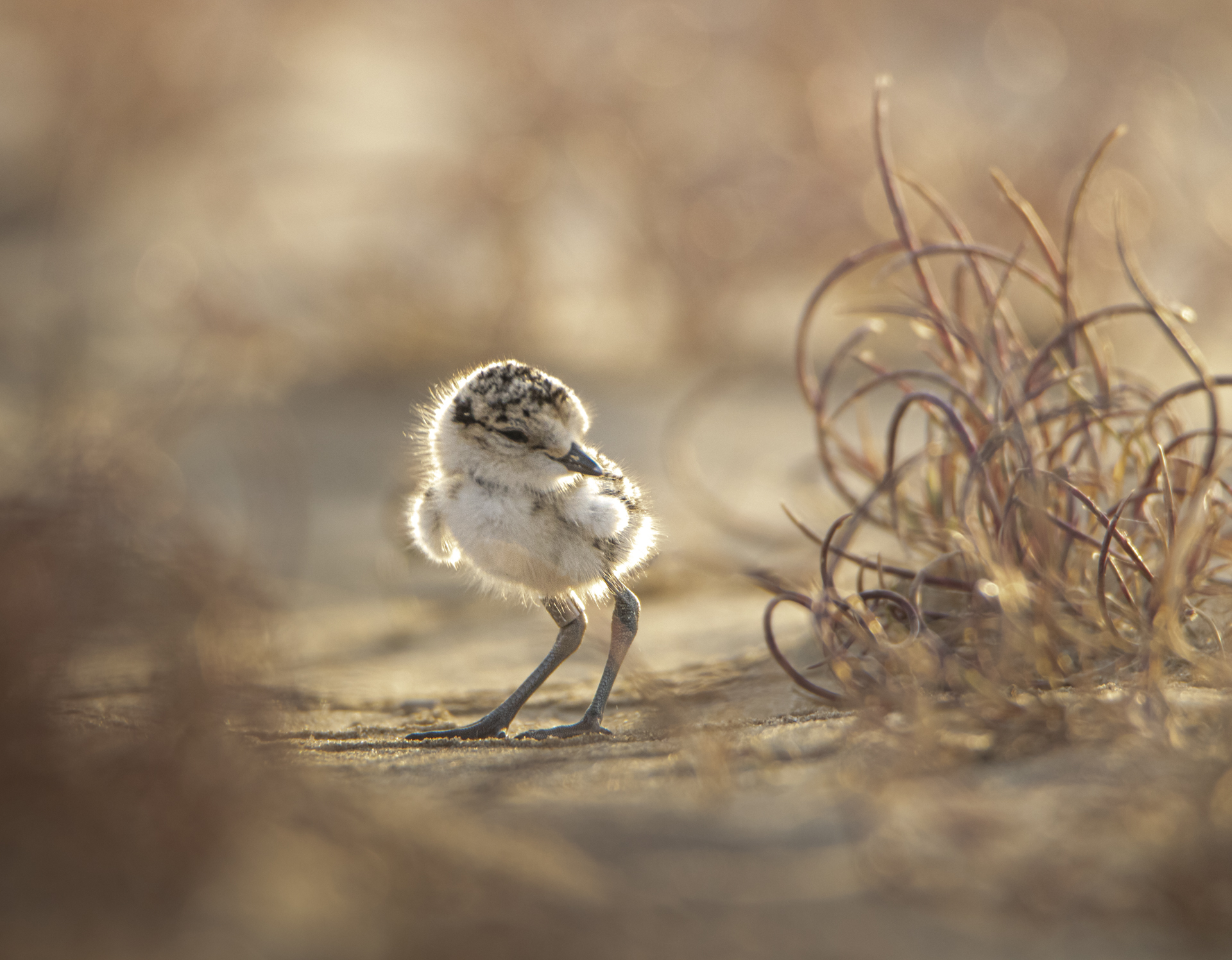 La campanya de protecció del corriol camanegre ha permès que alcin el ...